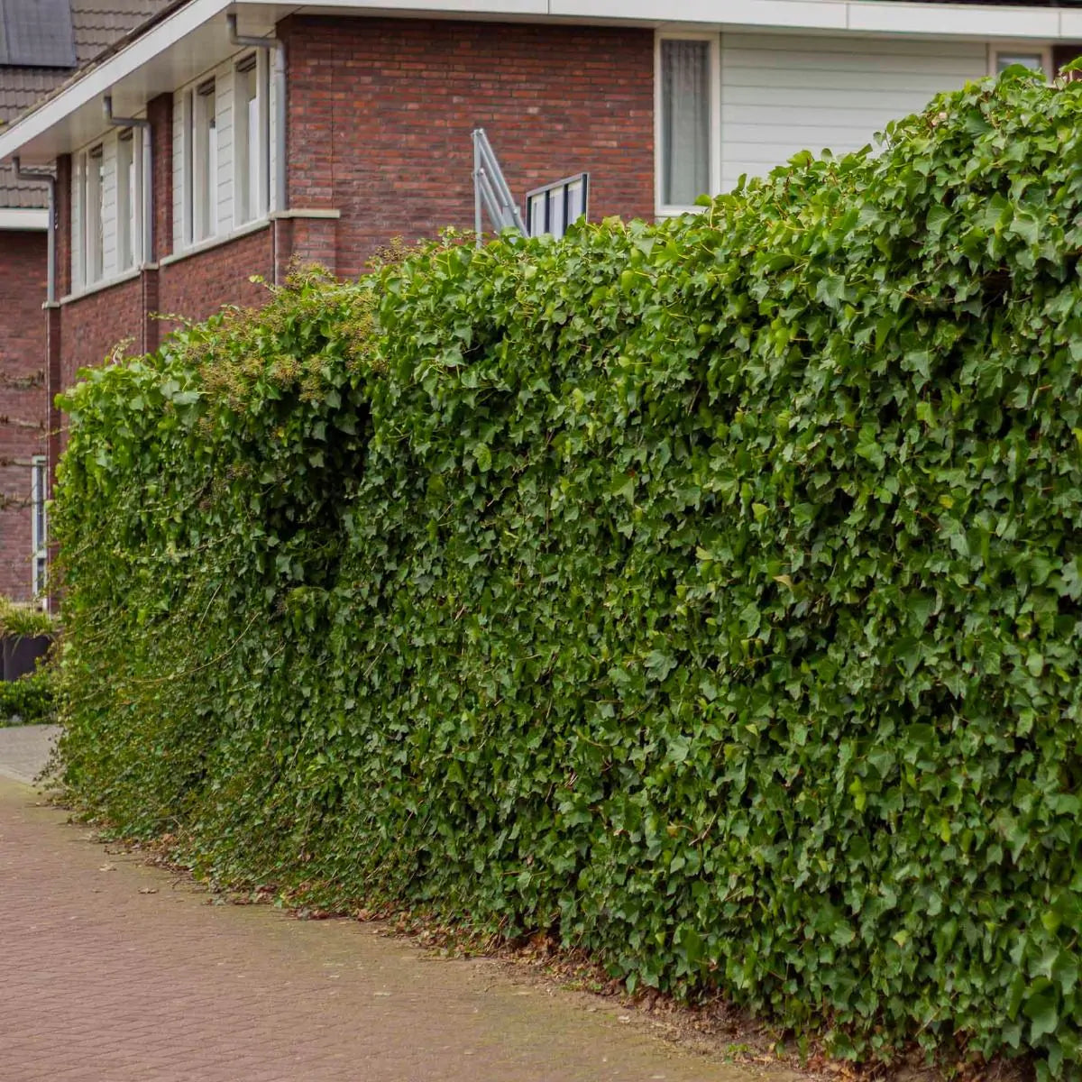 Klimop plantafstand: zoveel klimop per meter | Garmundo.nl
