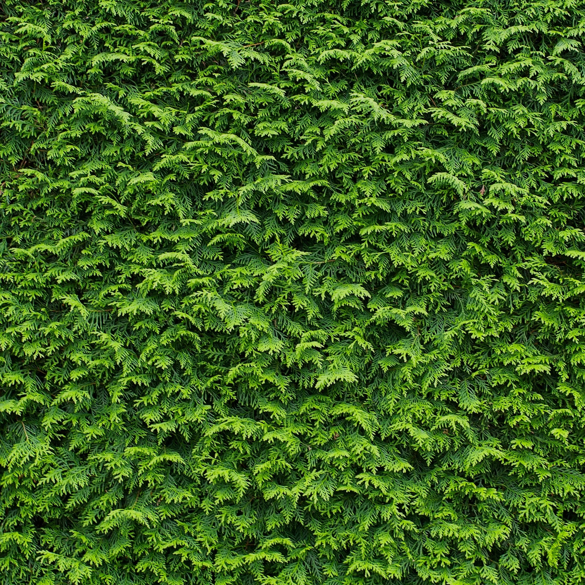 Thuja Brabant: compacte haag in frisgroen | Garmundo