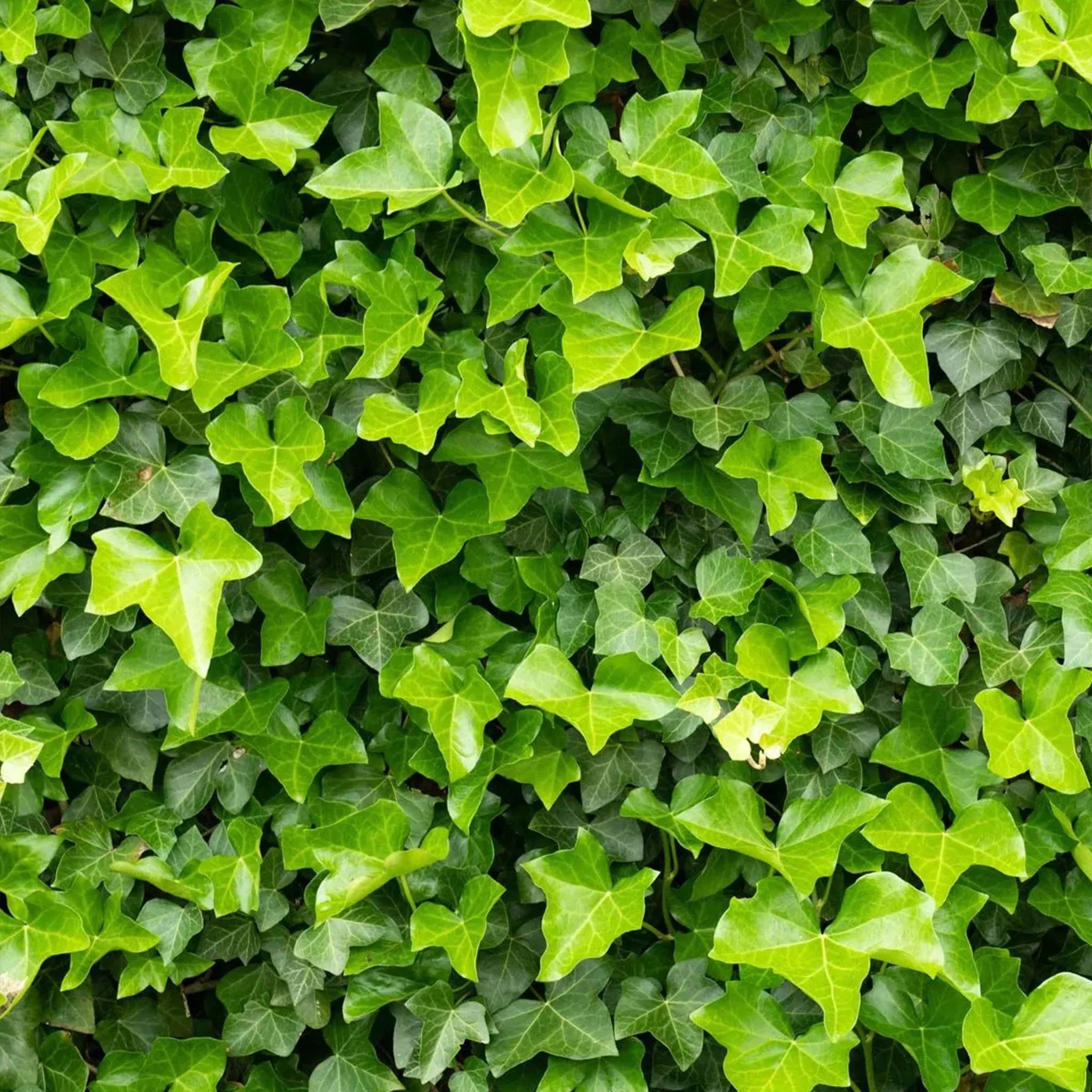 Klimop haag (Hedera) kopen - Deze inheemse klimmer is de perfecte ...