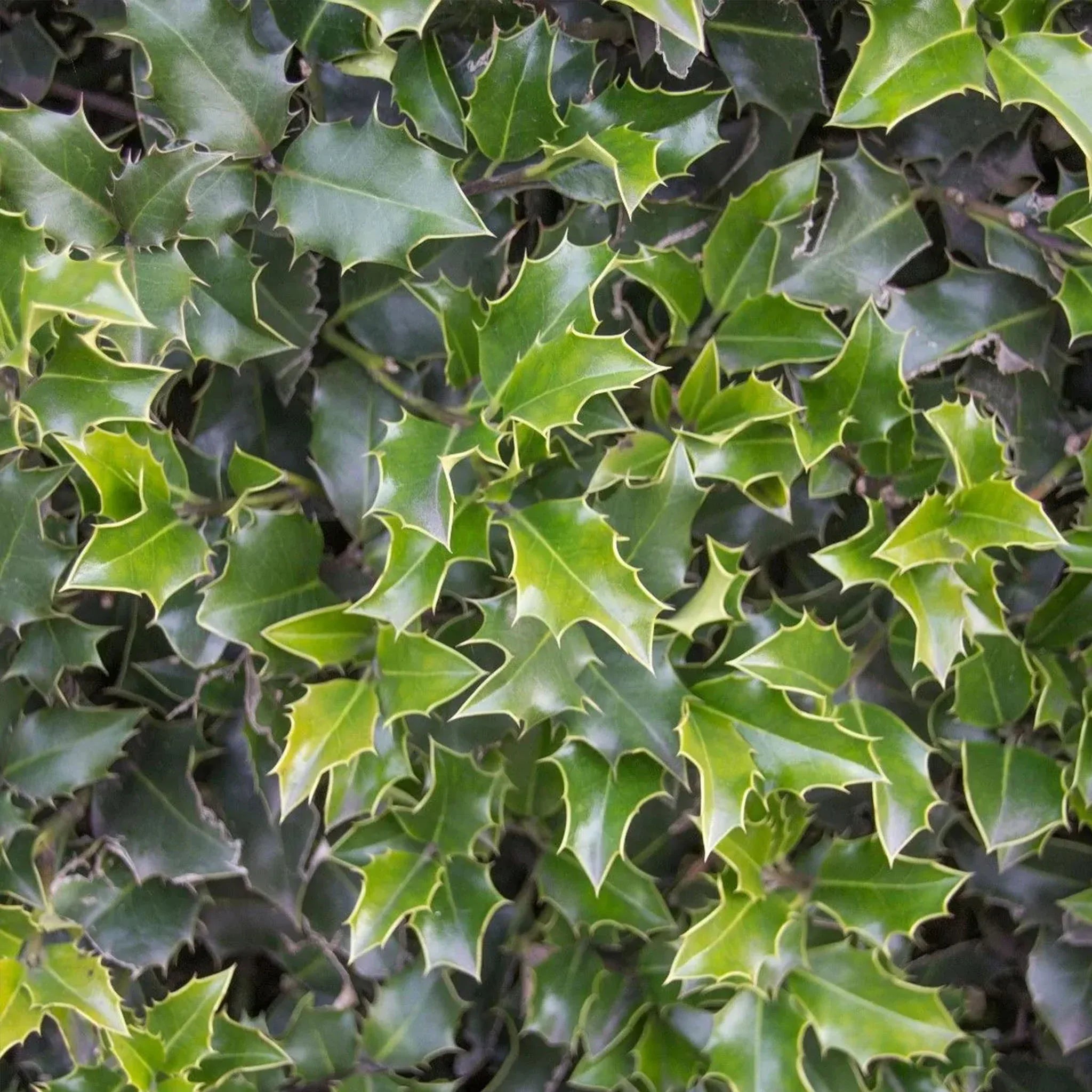 Hulsthaag (Ilex) | Inheemse, wintergroene haagplant met stekels en ...