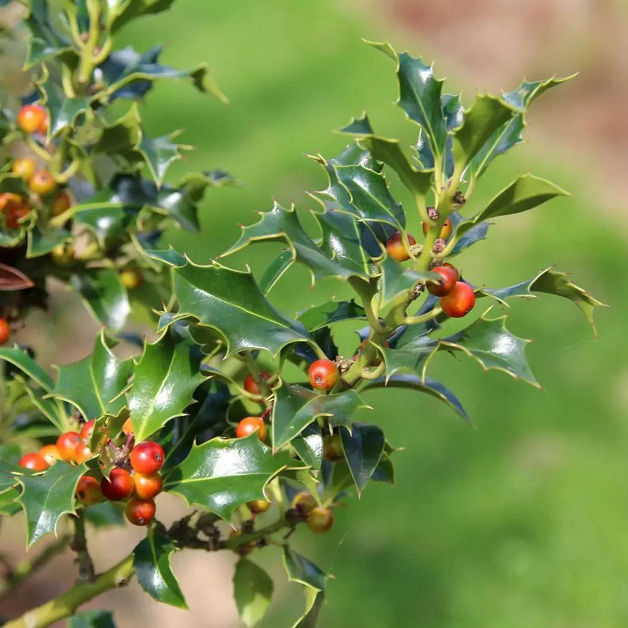 Hulst Alaska (Ilex aquifolium 'Alaska') | Haagplanten kopen bij Garmundo.nl