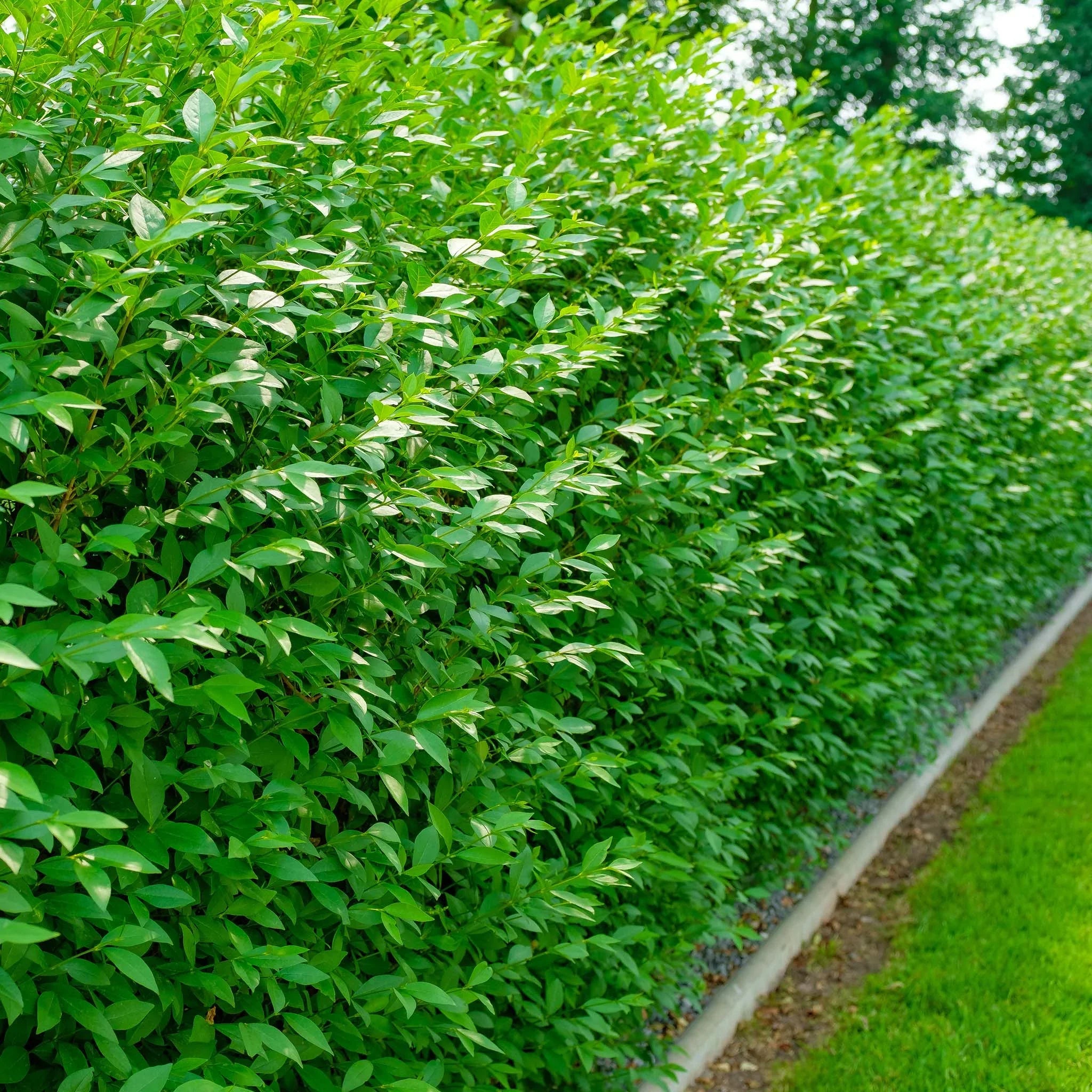 Groenblijvende liguster (Liguster atrovirens) | Haagplanten kopen bij ...