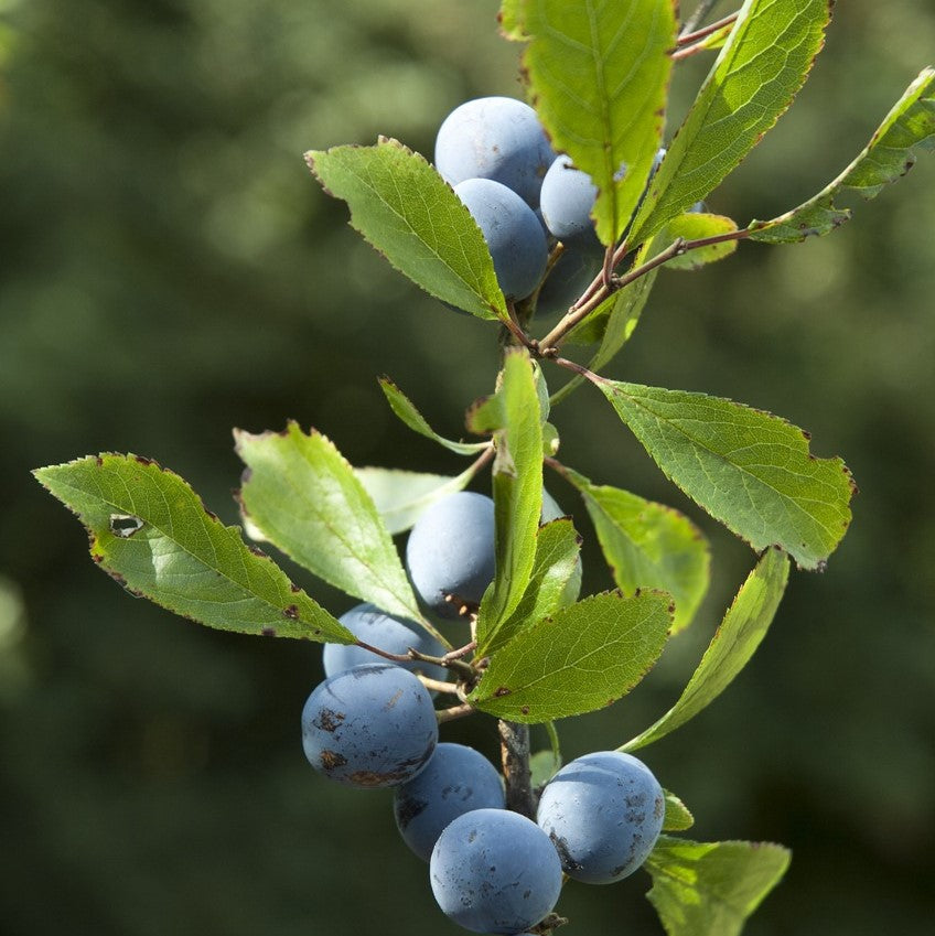 Sleedoorn haag (Prunus spinosa) | Inheems bosplantsoen kopen bij ...