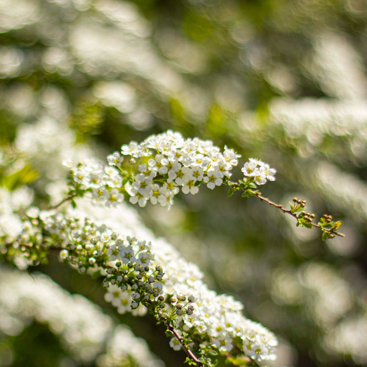Spierstruik Grefsheim (Spiraea x cinerea 'Grefsheim') | Spierstruik ...